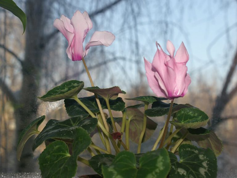 Siklamen Çiçeği Bakımı ve Özellikleri