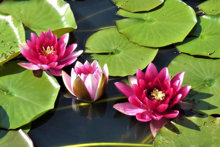 Nilüfer Çiçeği Evde Nasıl Yetiştirilir? Anlamı ve Özellikleri