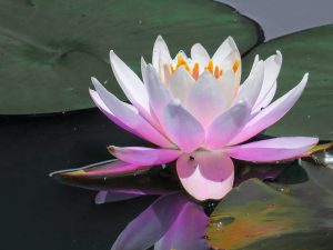 Nilüfer Çiçeği Evde Nasıl Yetiştirilir? Anlamı ve Özellikleri