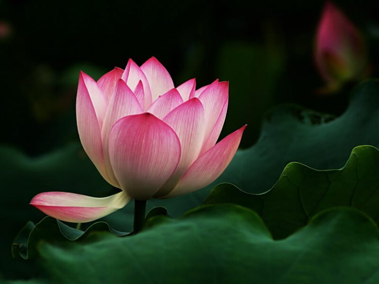 Nilüfer Çiçeği Evde Nasıl Yetiştirilir? Anlamı ve Özellikleri