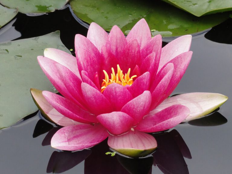 Nilüfer Çiçeği Evde Nasıl Yetiştirilir? Anlamı ve Özellikleri