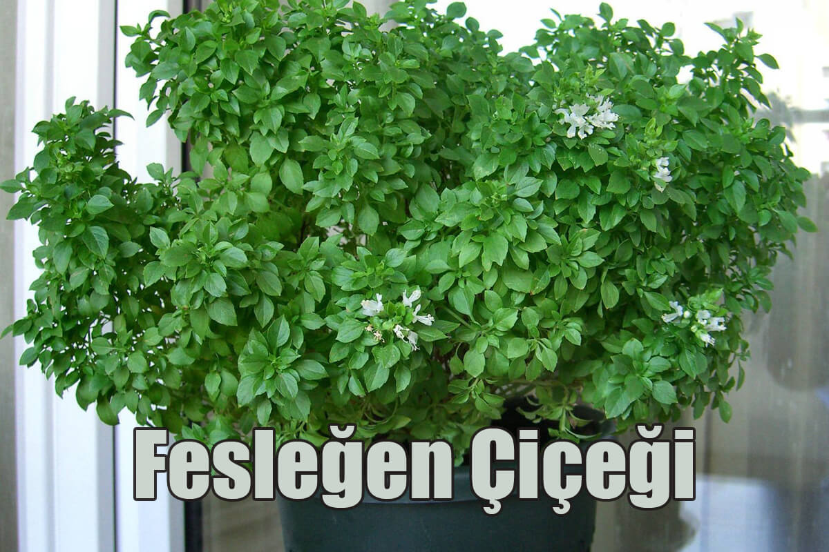 Fesleğen Çiçeği Bakımı ve Özellikleri Fesleğen Çiçeği Bakımı ve Özellikleri