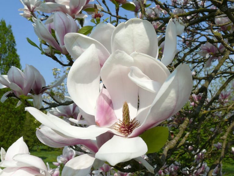 Manolya Çiçeği Bakımı ve Özellikleri