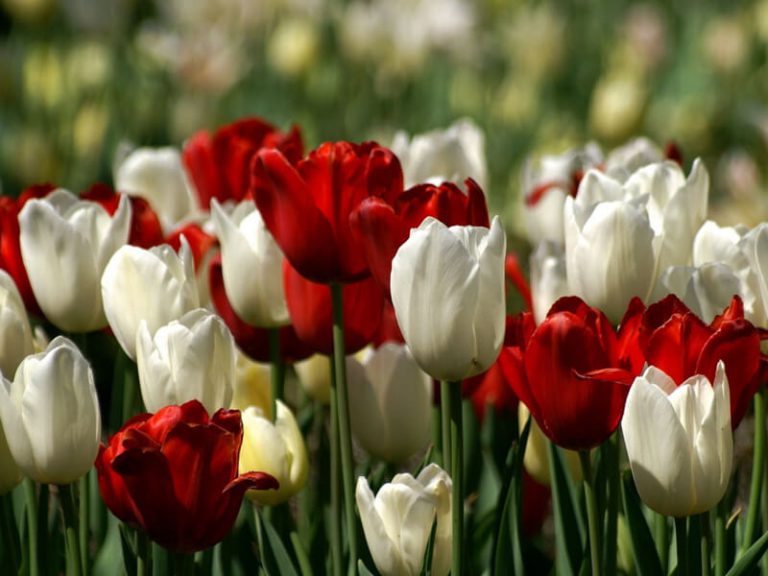 Lale Çiçeği Bakımı ve Özellikleri