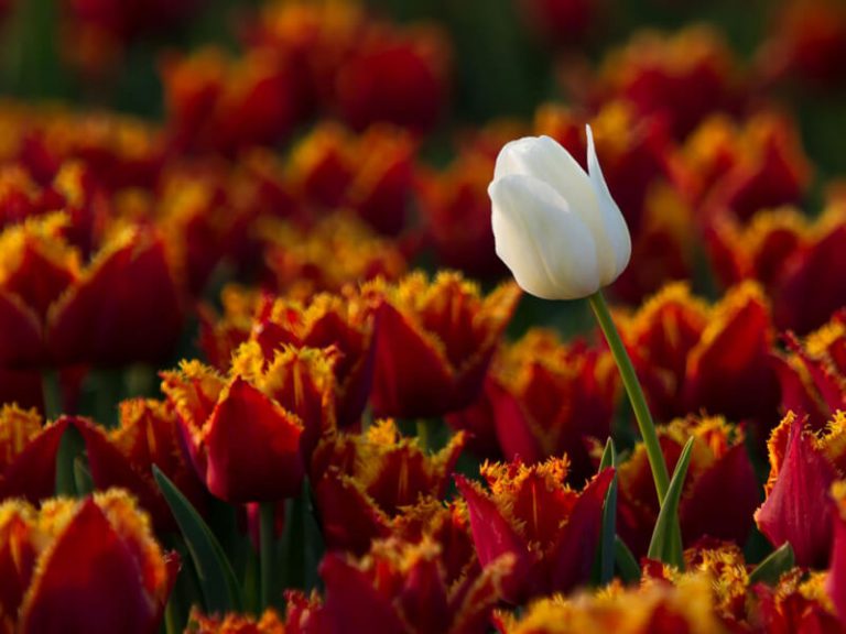 Lale Çiçeği Bakımı ve Özellikleri
