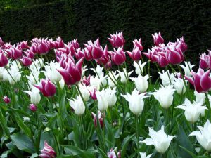 Lale Çiçeği Bakımı ve Özellikleri