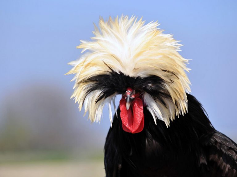 Polonya Tavuğu Olarak Bilinen Fizan Tavuğu Özellikleri