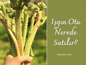 Işgın Otu Nedir? Işgın Otunun Faydaları Nelerdir?