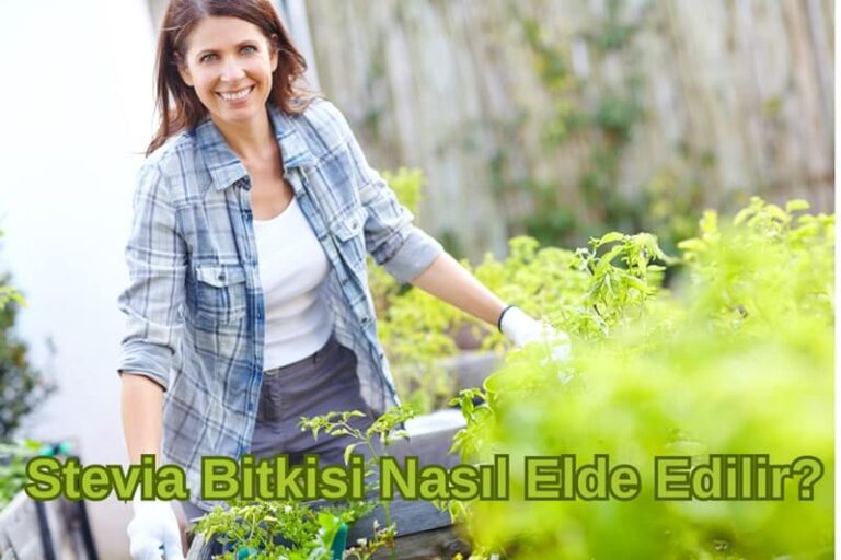 Stevia Bitkisi Nedir? Nasıl Kullanılır?