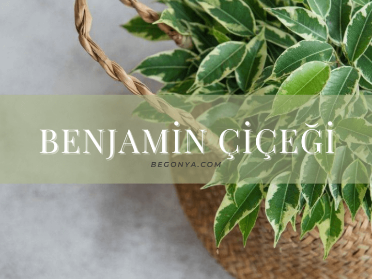 Benjamin Çiçeği Bakımı Nasıl Yapılır?
